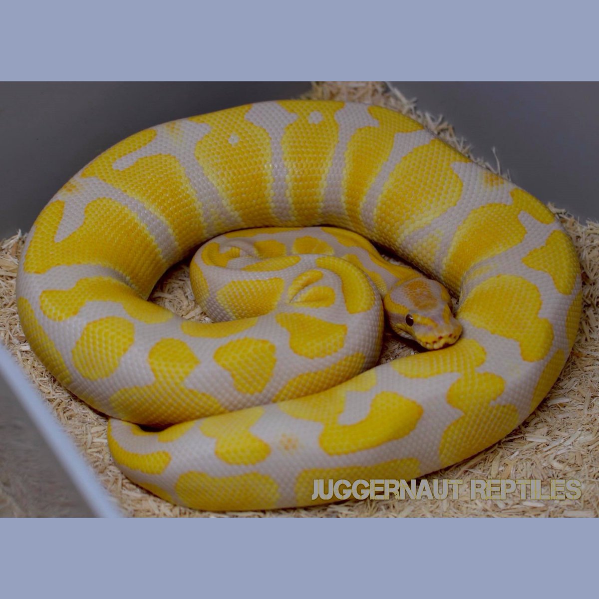 Lavender Albino Ball Python