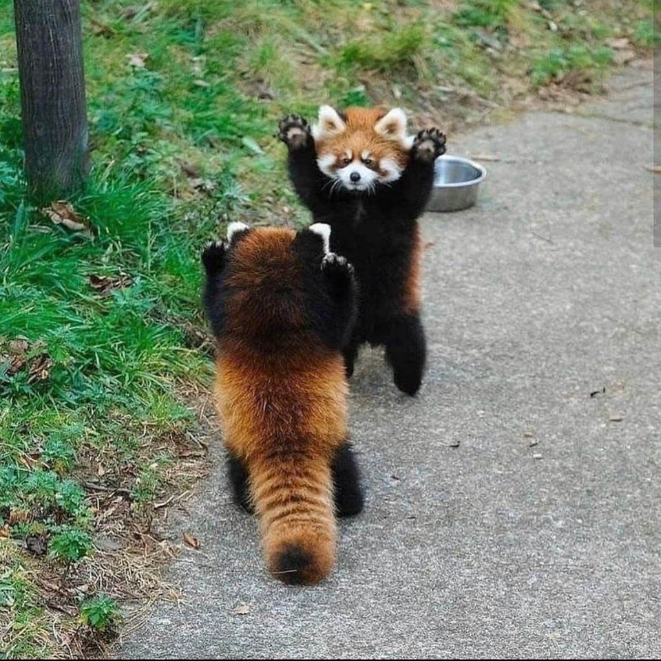 Scared Red Panda