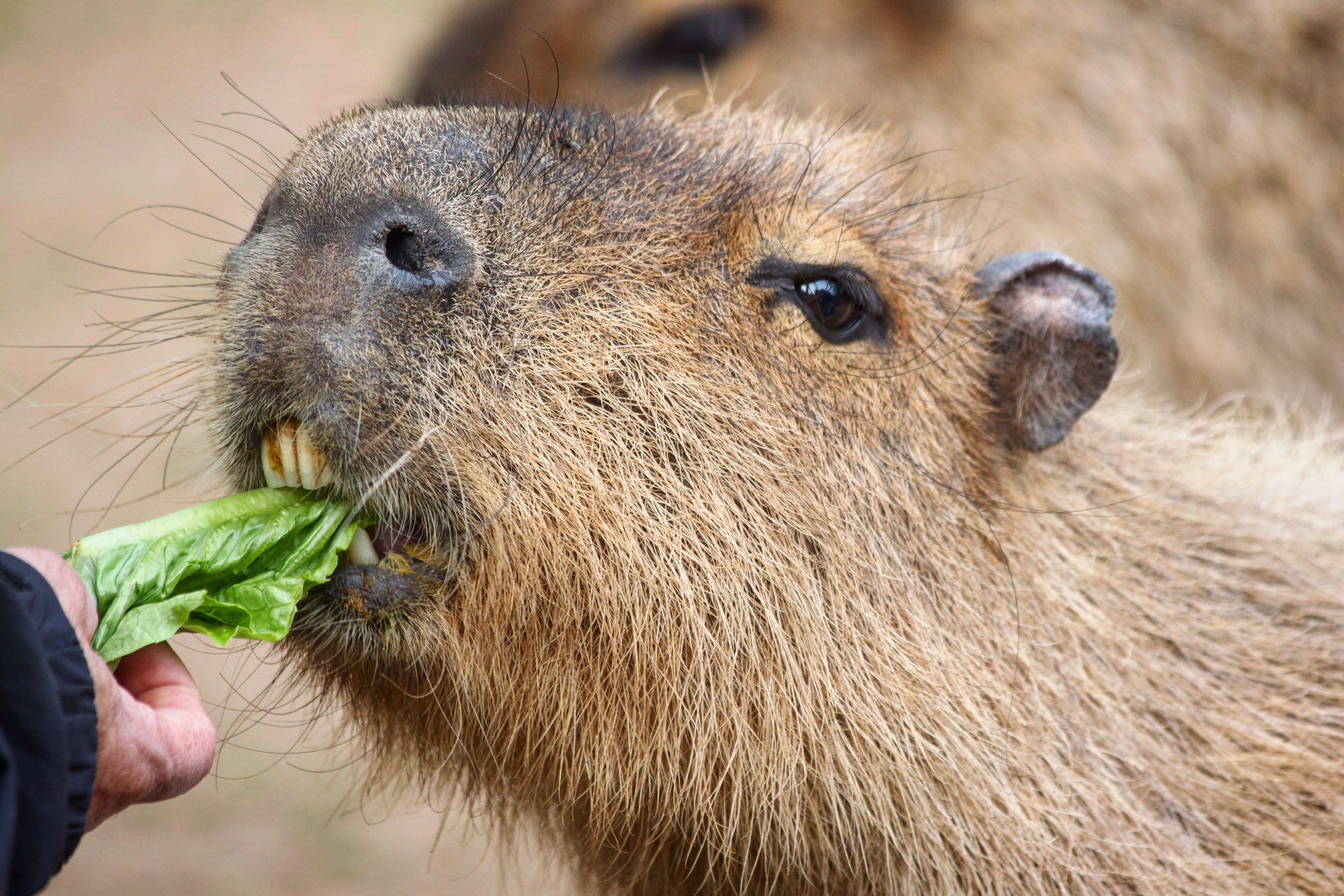 Capybara Teeth
