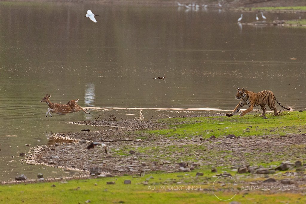 Tiger Chasing Deer