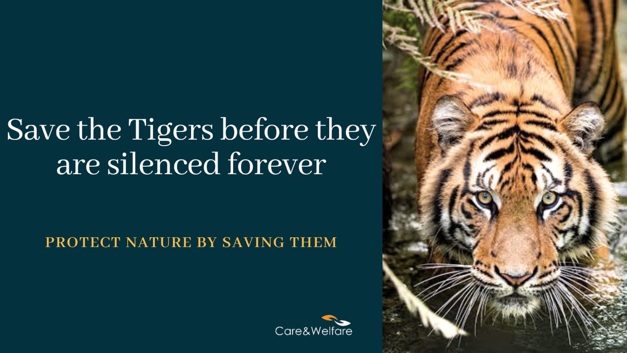 Sad Tiger Quotes