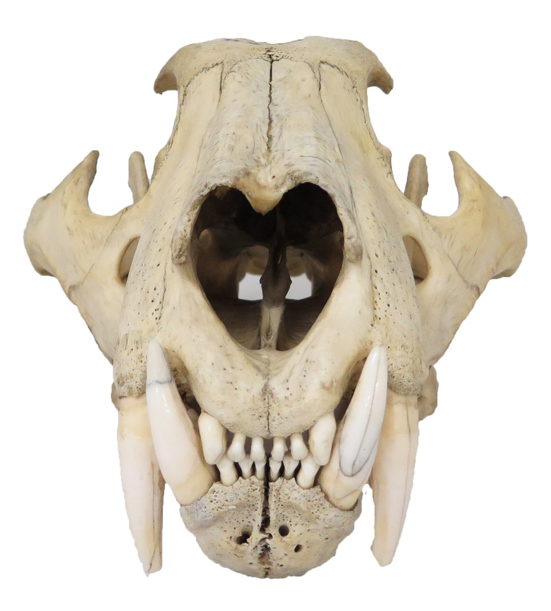 Tiger Skull Front