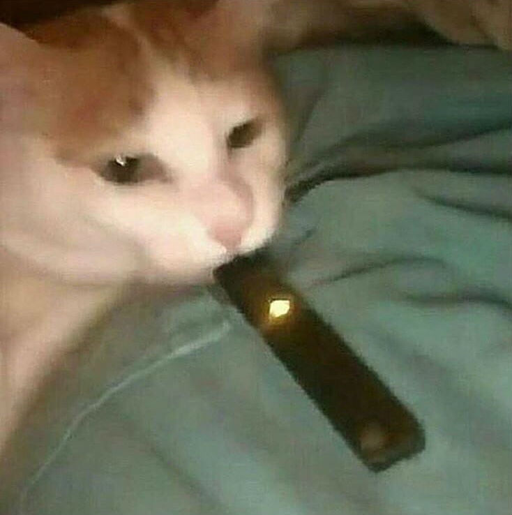 Stoner Cat Meme