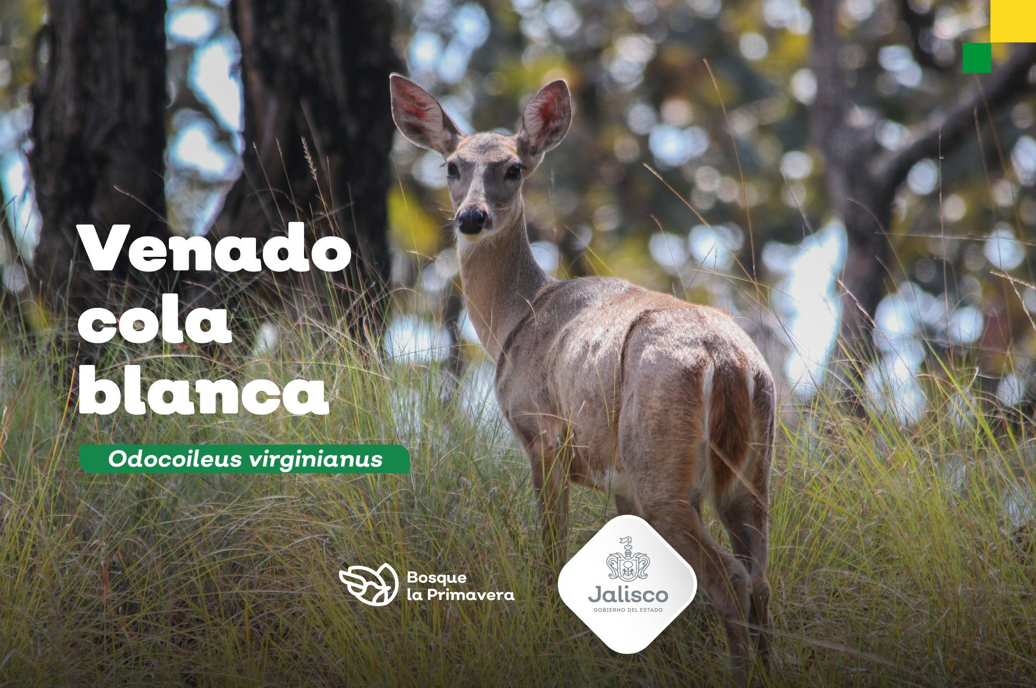 Venado De Cola Blanca Comiendo Un árbol Bioguardianes | La Suerte Del