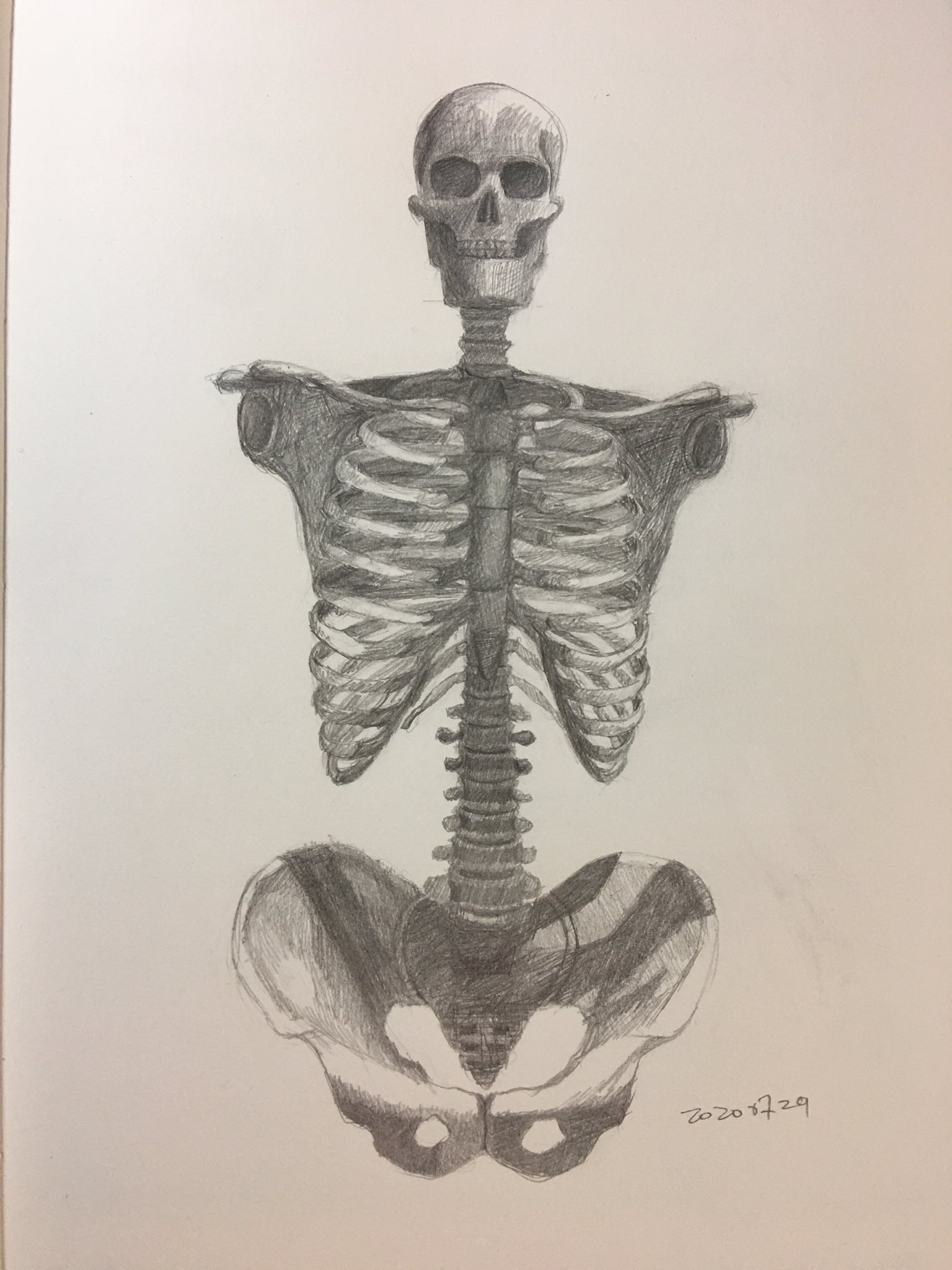 Skeleton Spine Drawing