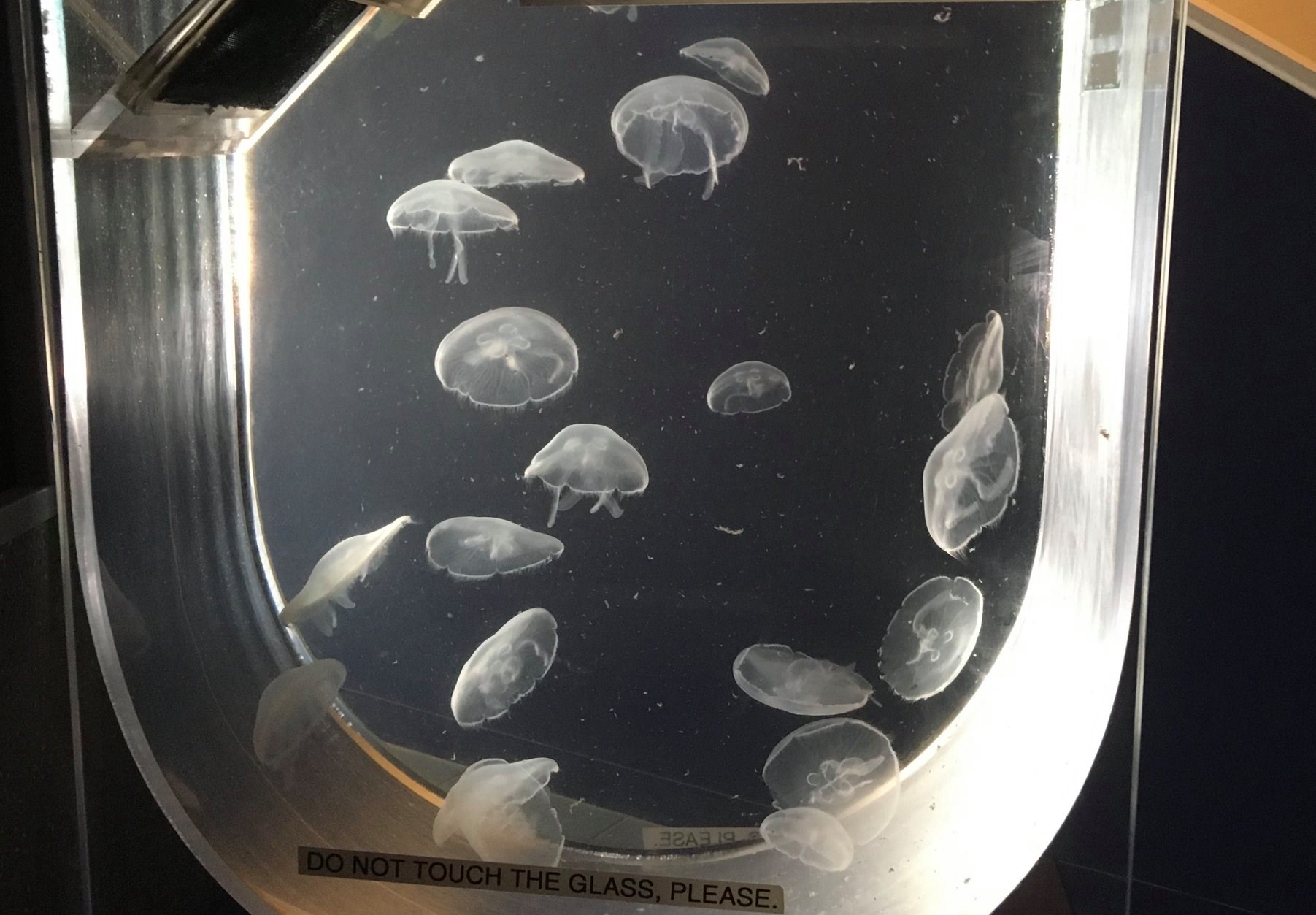 Moon Jellyfish Tank