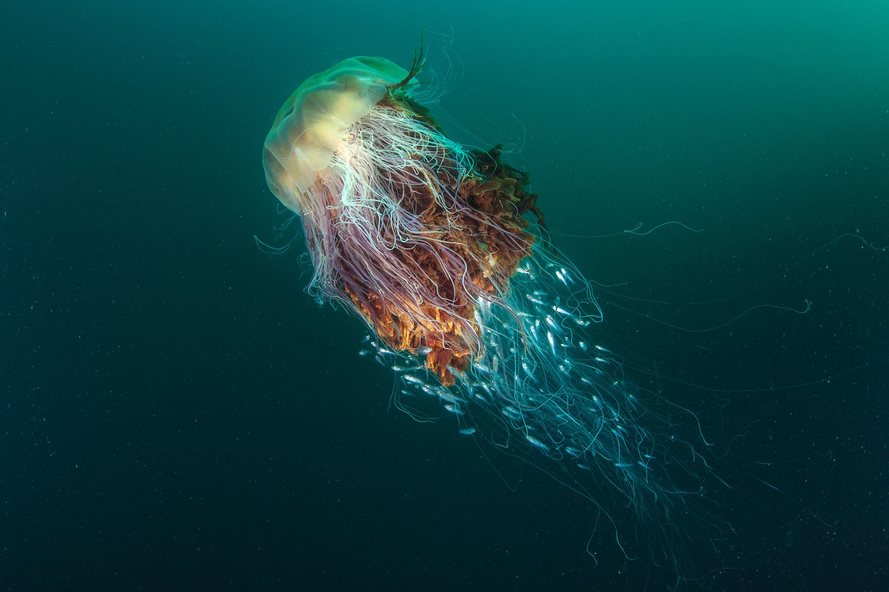 Arctic Lions Mane Jellyfish