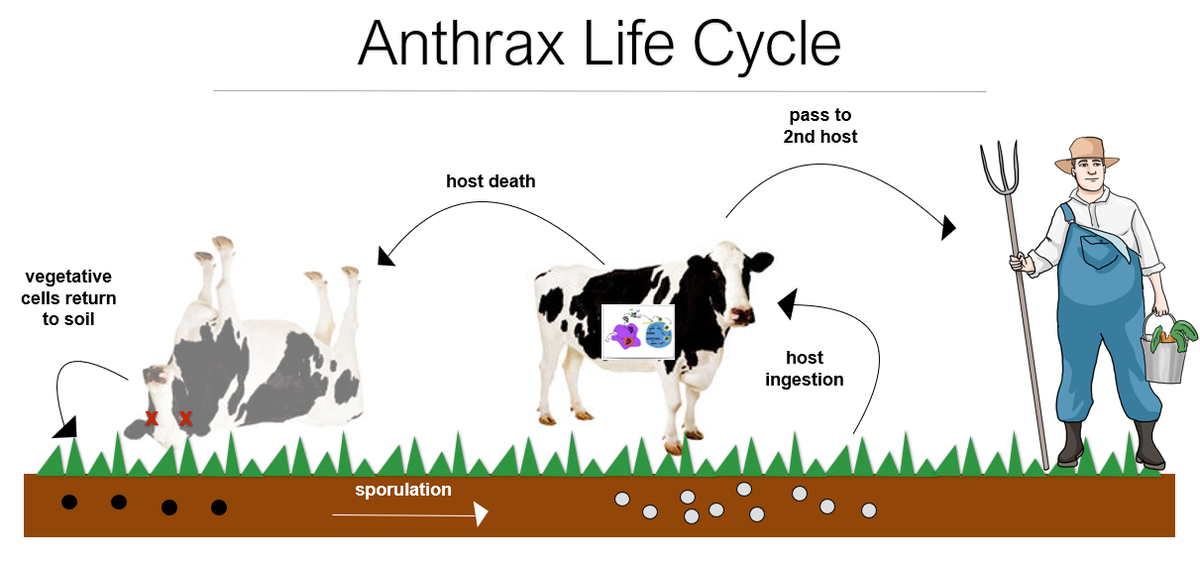 Life Cycle Of Bacillus Anthracis