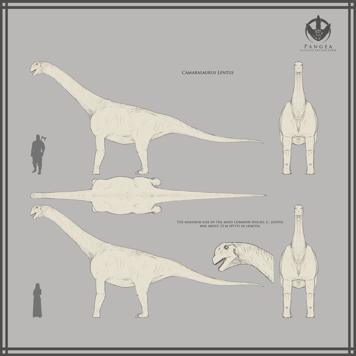 Camarasaurus Size