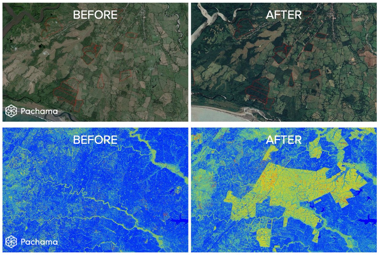 Reforestation Projects Before And After