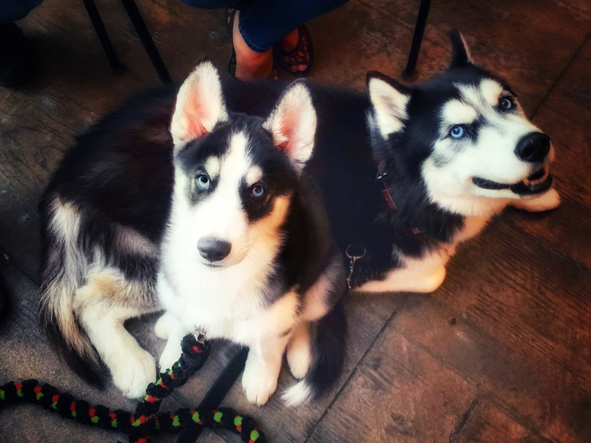 Can I Give Peanut Butter To A Husky