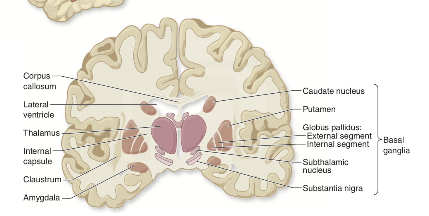 Basal Ganglia Anatomy Axial