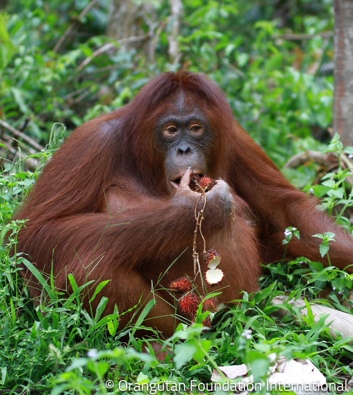 Orangutan Eating Fruit