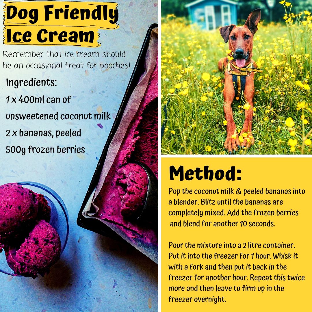 Do Dogs Remember How Theyre Treated