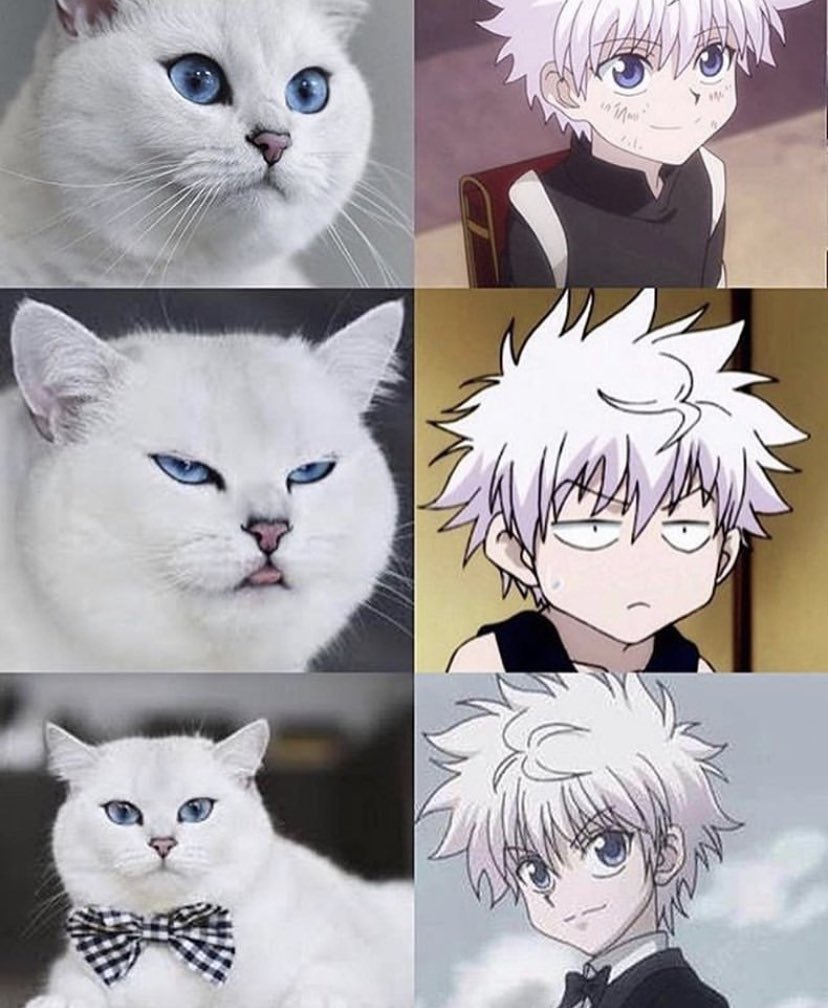 Killua Zoldyck Memes 𝙯𝙤𝙡𝙙𝙮𝙘𝙠