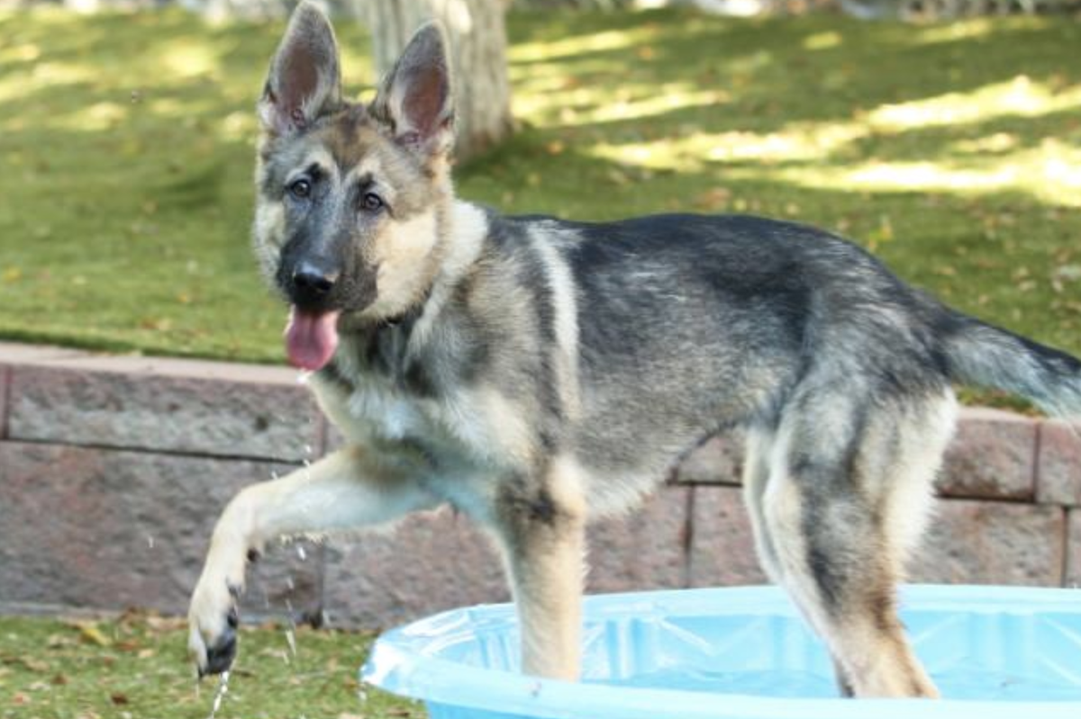 Silver Sable German Shepherd Puppy