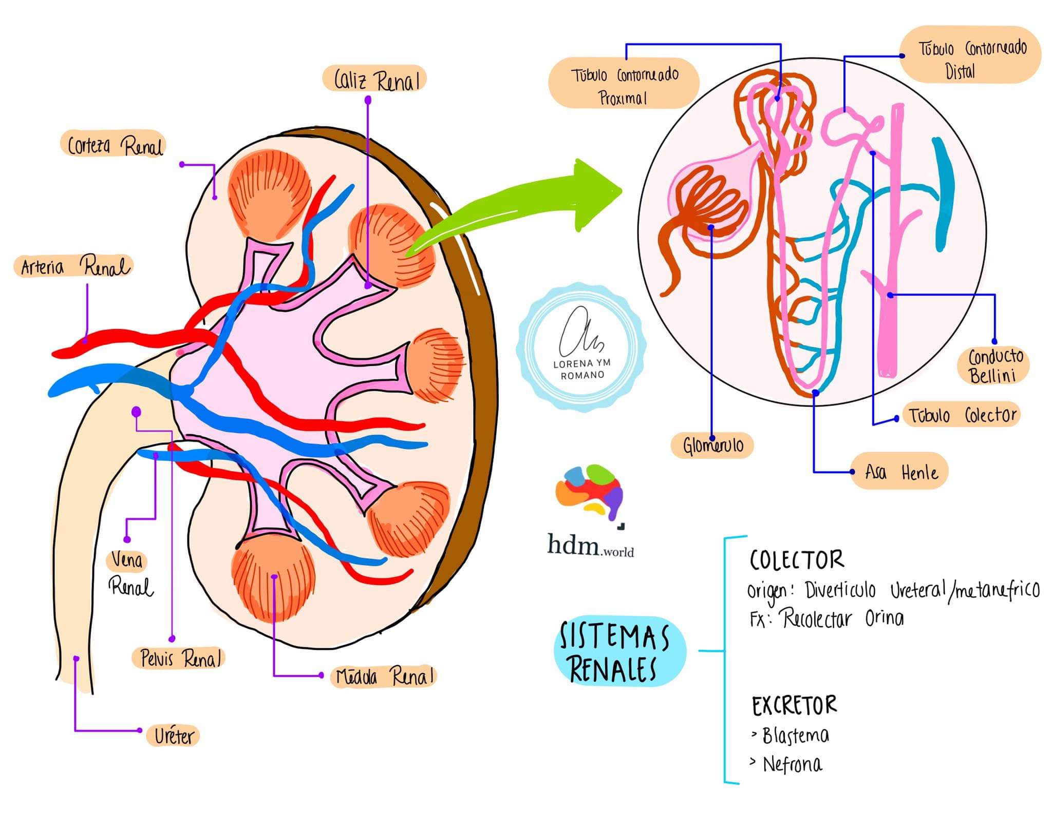 Diagrama De Glomérulo Y Nefrona