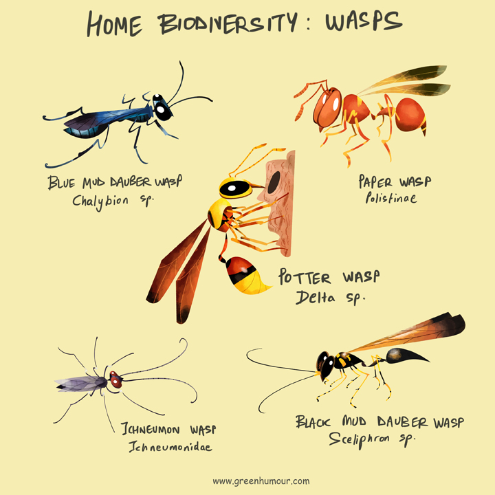 Mud Dauber Life Cycle