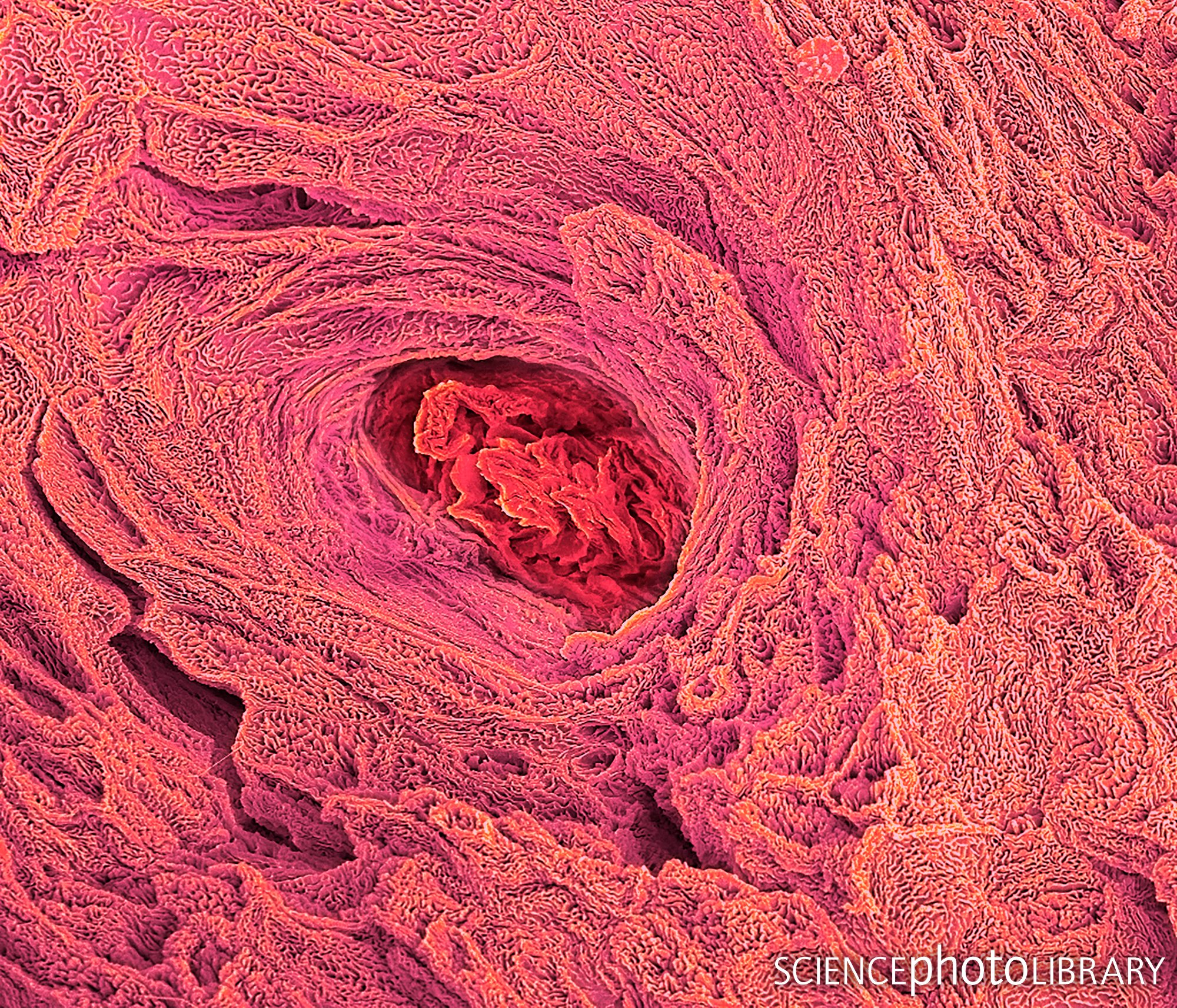 Human Skin Magnified