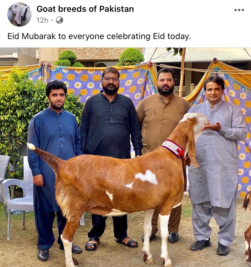Pakistani Goat Breeds