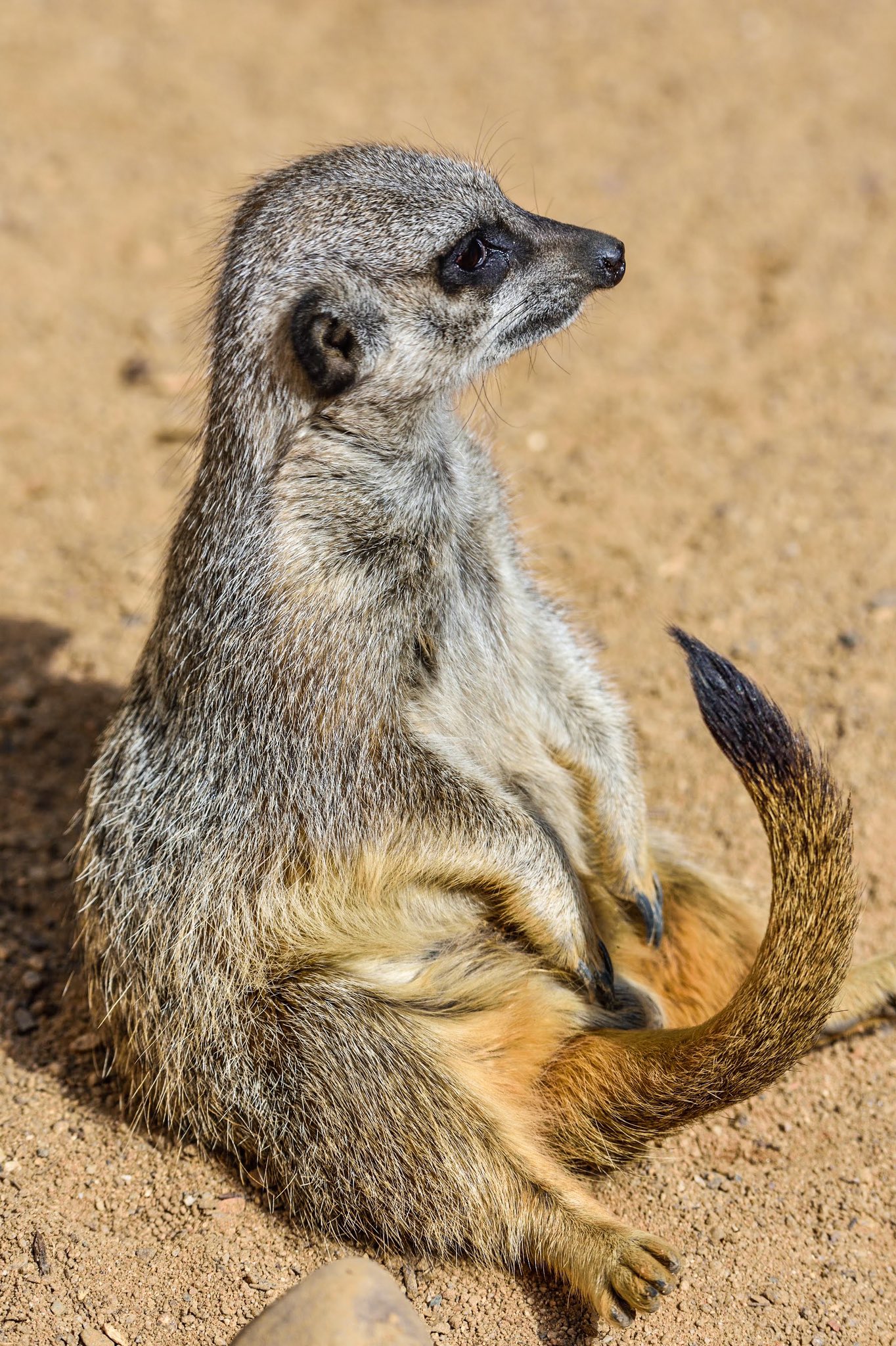 Funny Meerkat Pictures Strange Nonbreeding Meerkats Often Act As