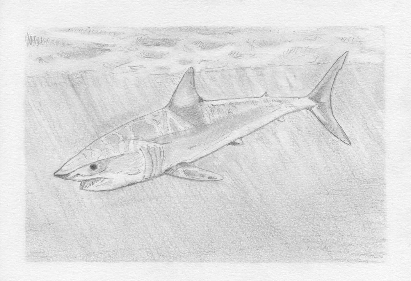 How To Draw A Mako Shark