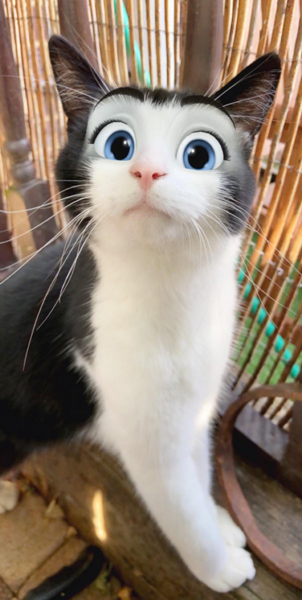 Wide Eyed Cat Nutella