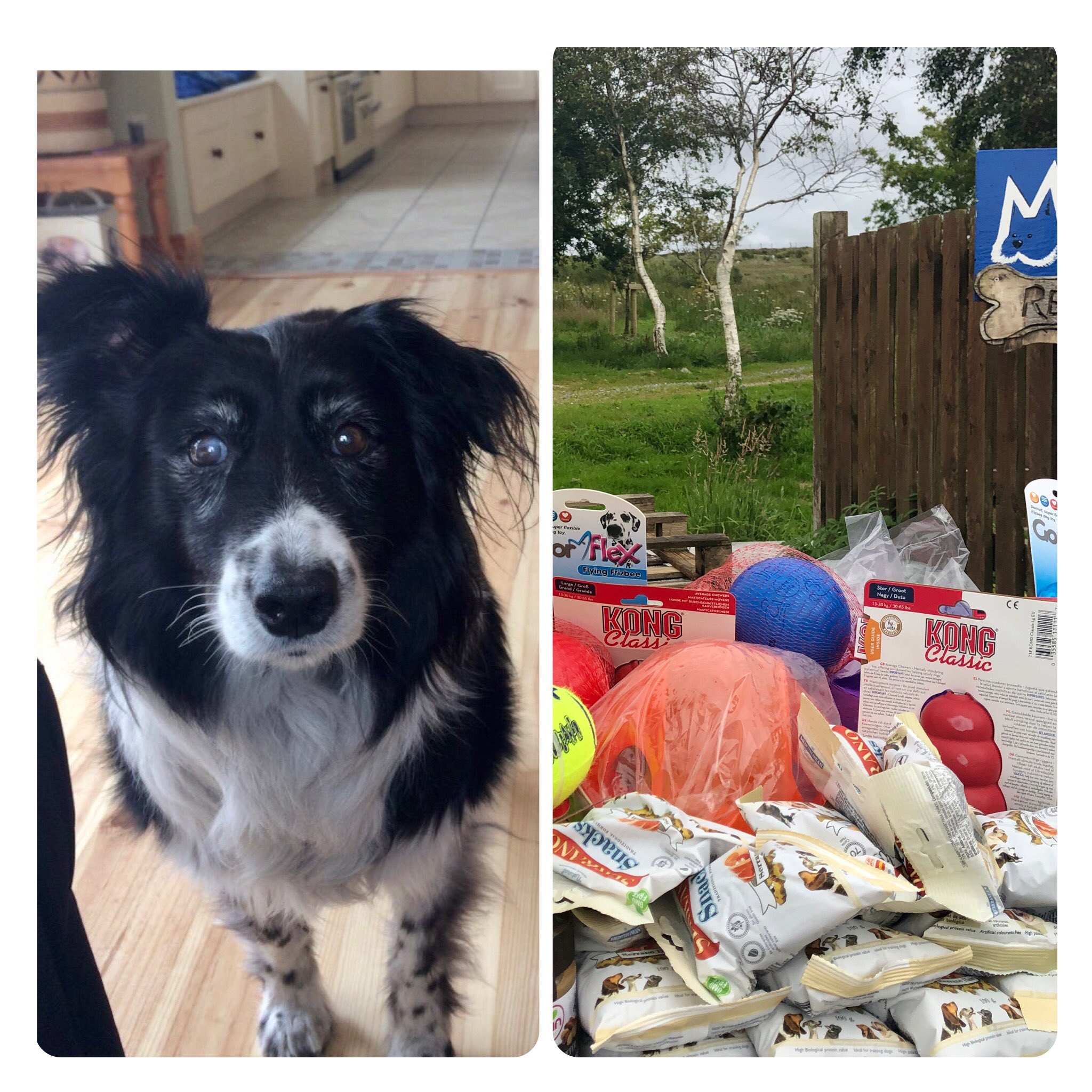 Never Forget Frisbee Dog