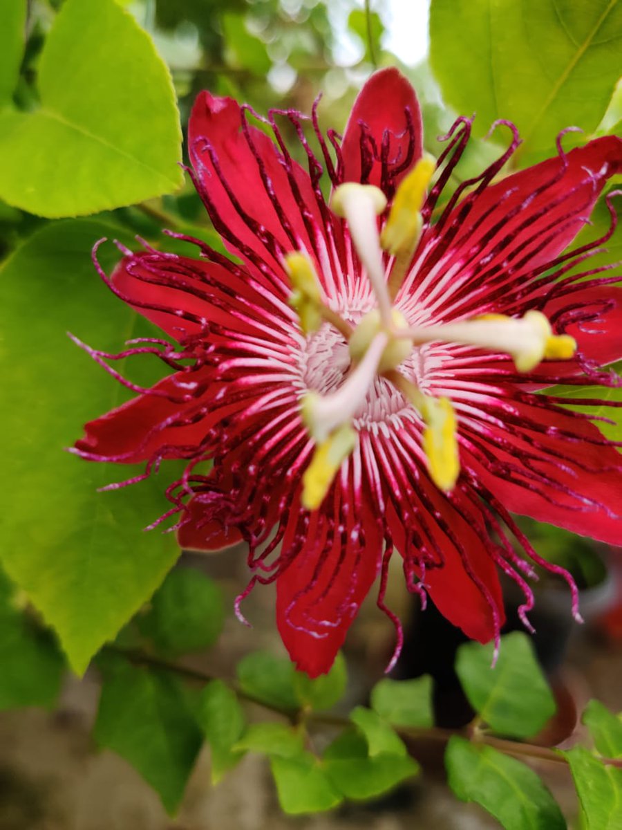 Jhumka Lata Flower | atelier-yuwa.ciao.jp