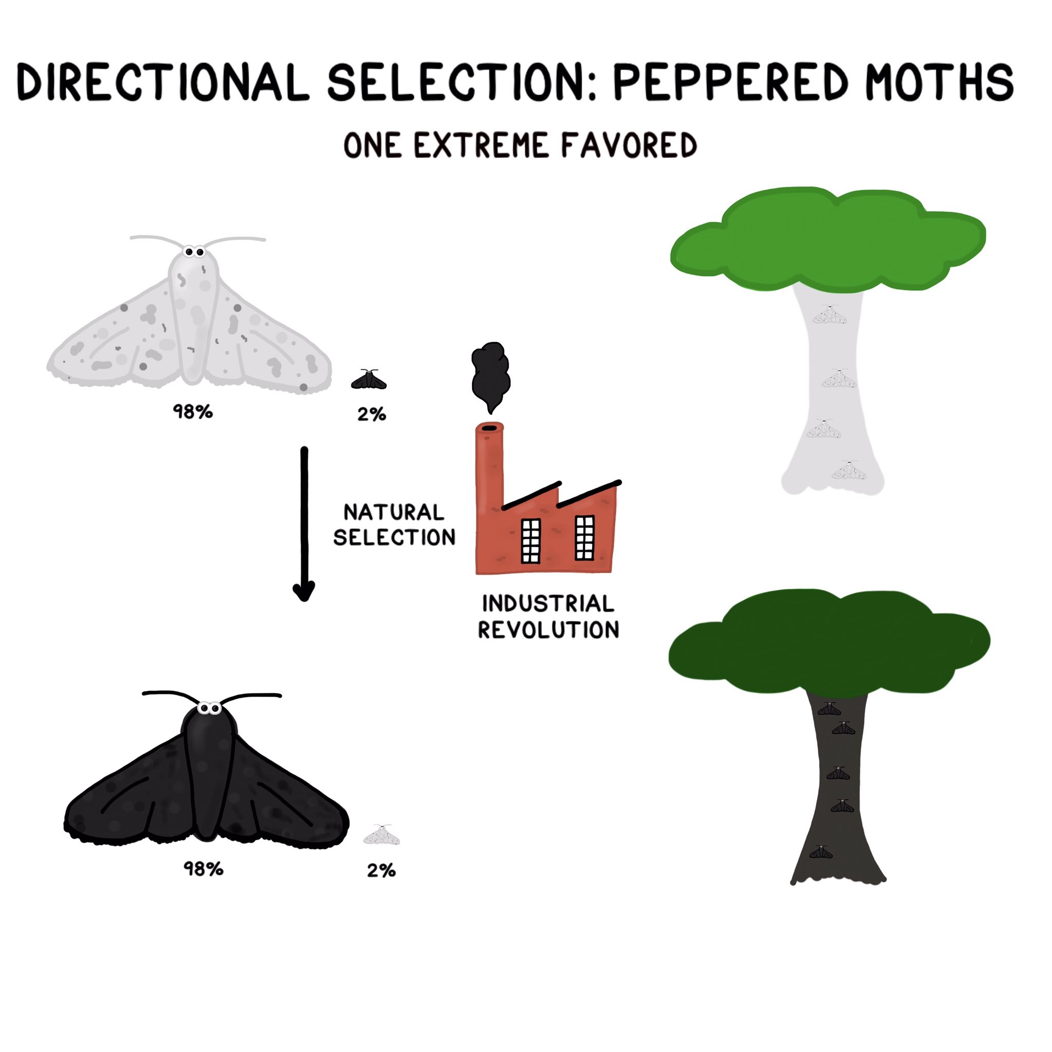 Directional Selection Peppered Moth