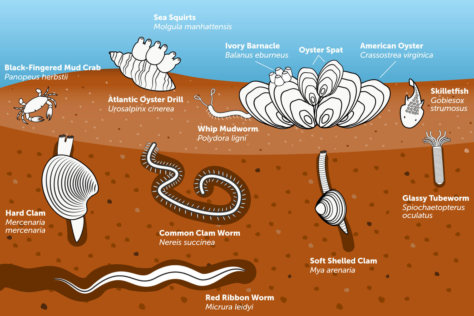 Clam Worm Diagram