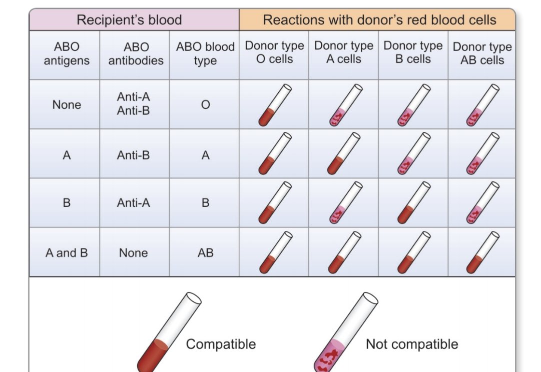 اليوم ثريدنا حيكون عن الblood bank 💉 ان شاء الله حيكون خفيف لطيف وفيه ...