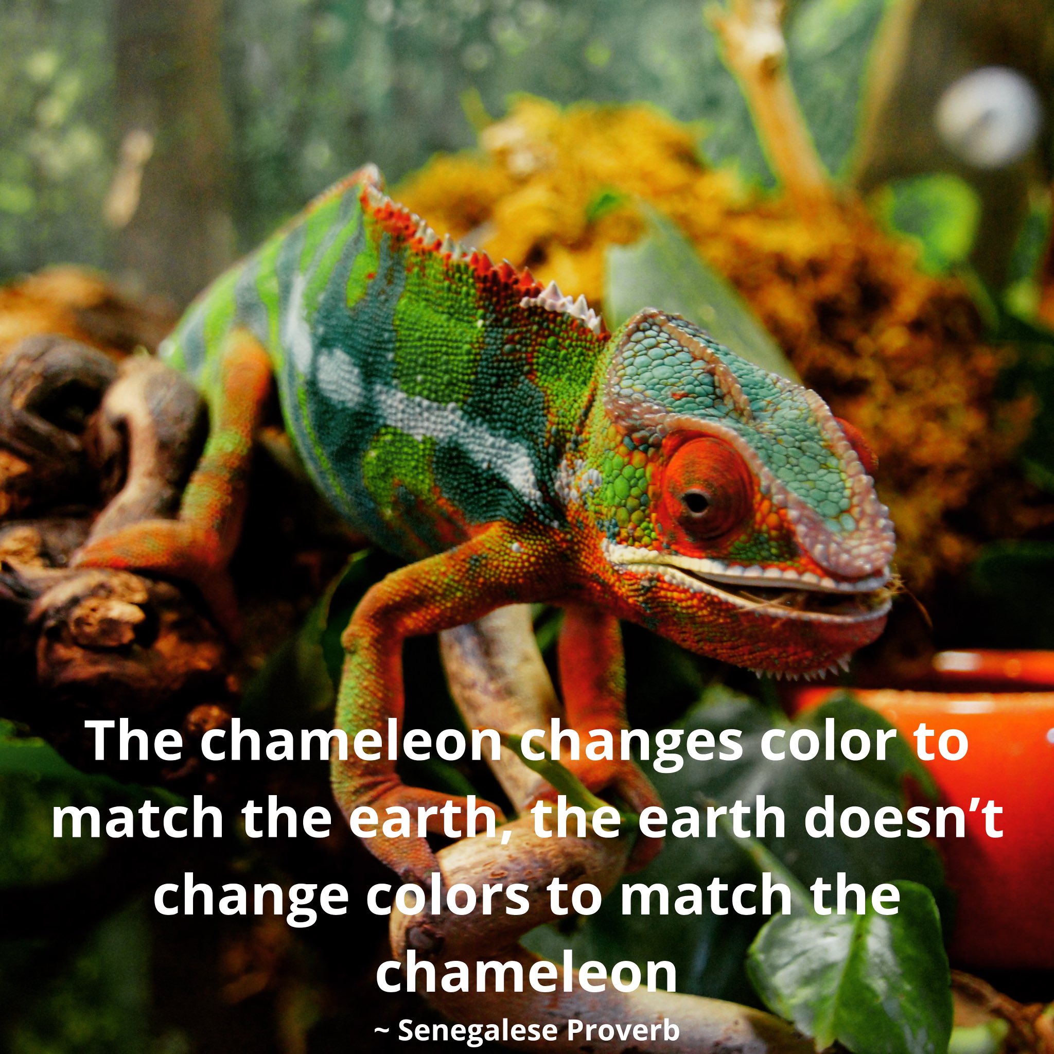 Do Senegal Chameleons Change Colors