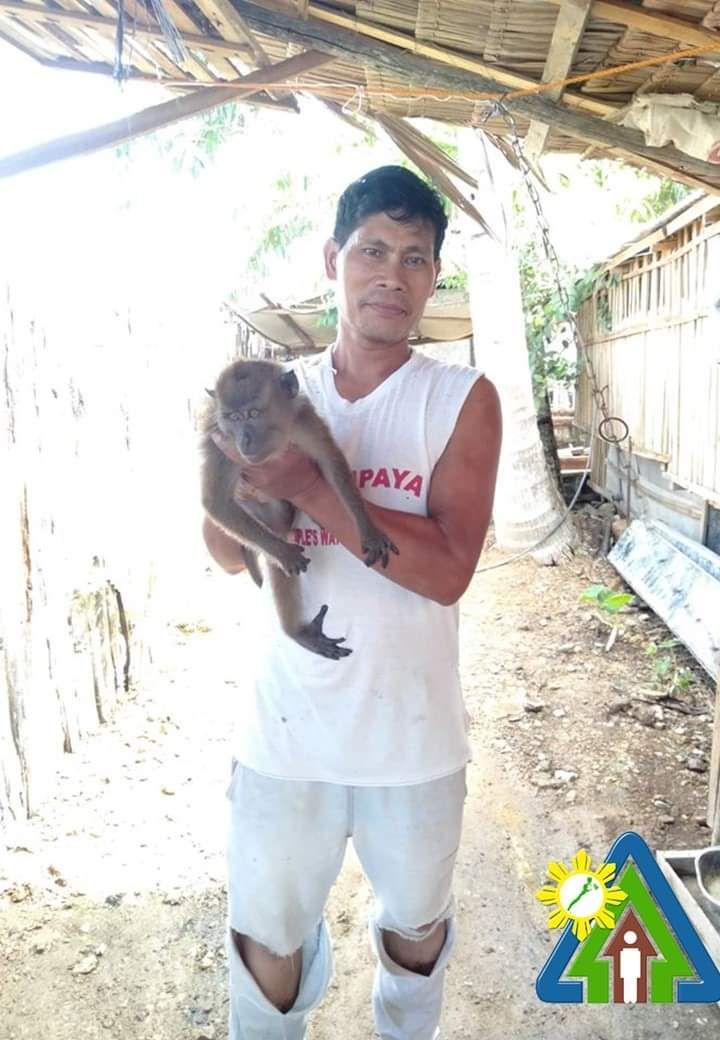 LOOK: A Philippine long-tailed macaque was turned over on Tuesday to ... LOOK: A Philippine long-tailed macaque was turned over on Tuesday to ...