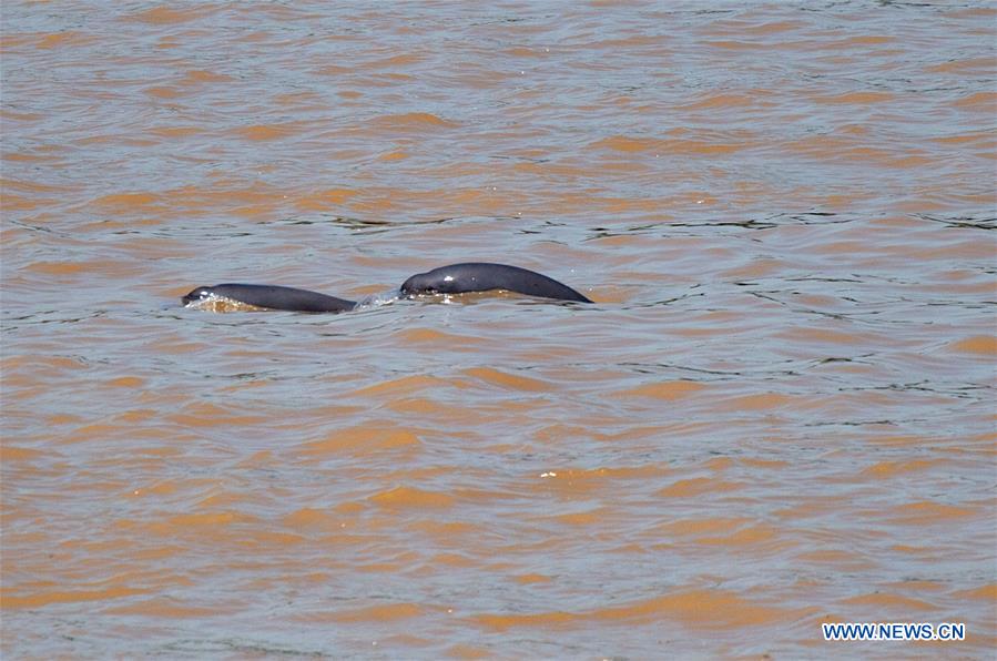 Finless porpoises were photographed in the Yangtze River in Yichang ...