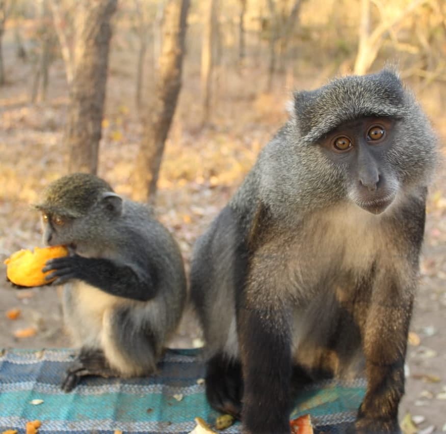The Vervet Forest | Vervet Monkey Foundation