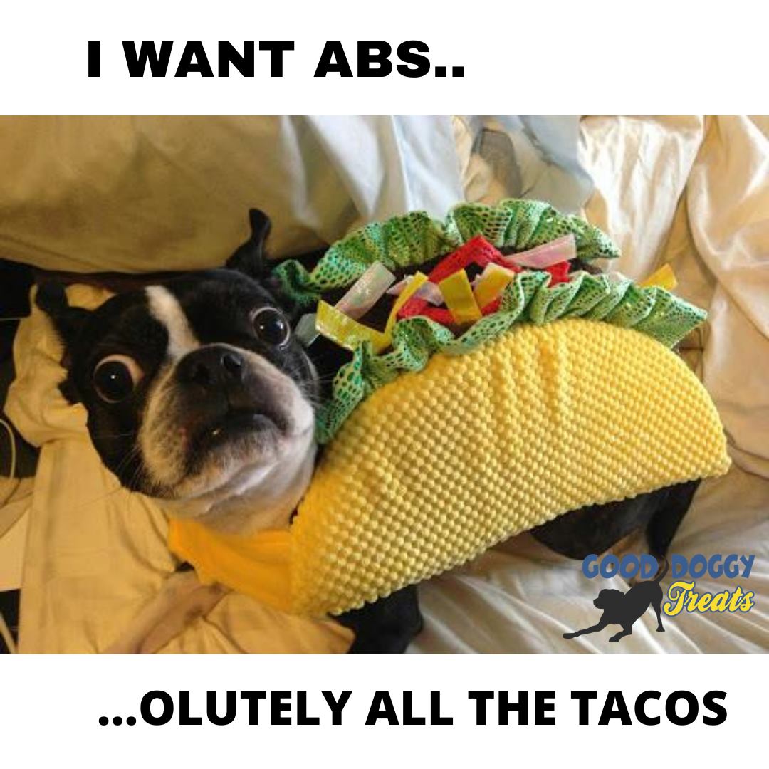 Funny Tuesday Dog Pictures