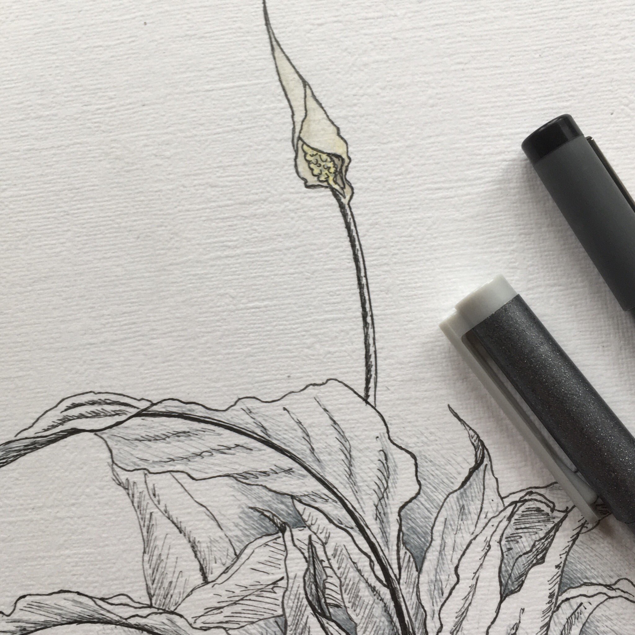 Peace Lily Pencil Drawing