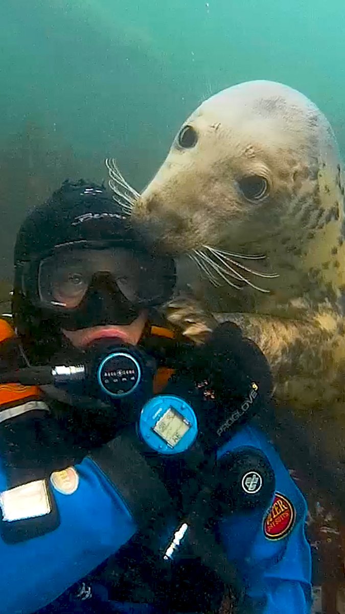Wild seals have the cutest way of playing with this scuba diver 💙 ...