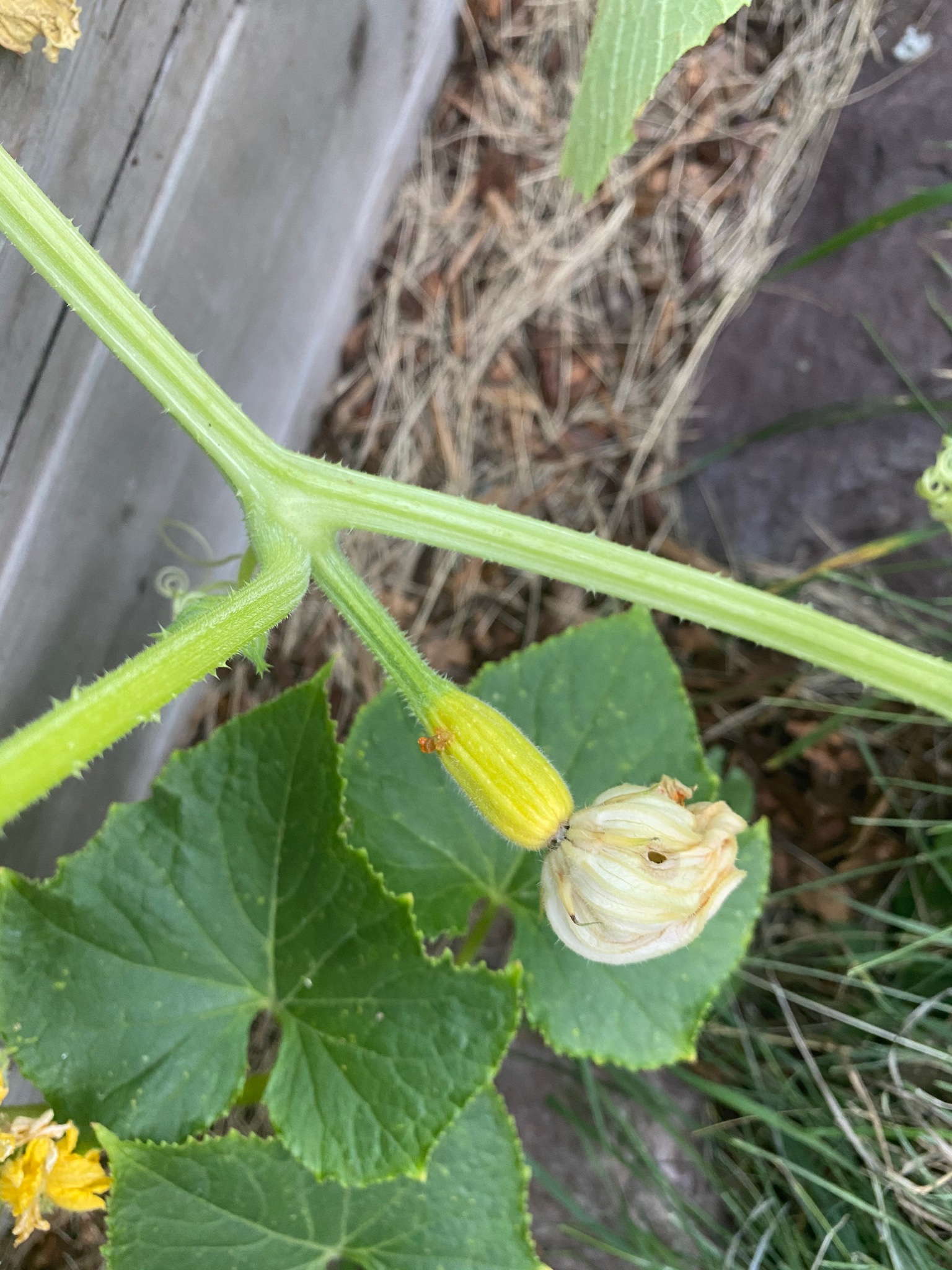 Spaghetti Squash Vine