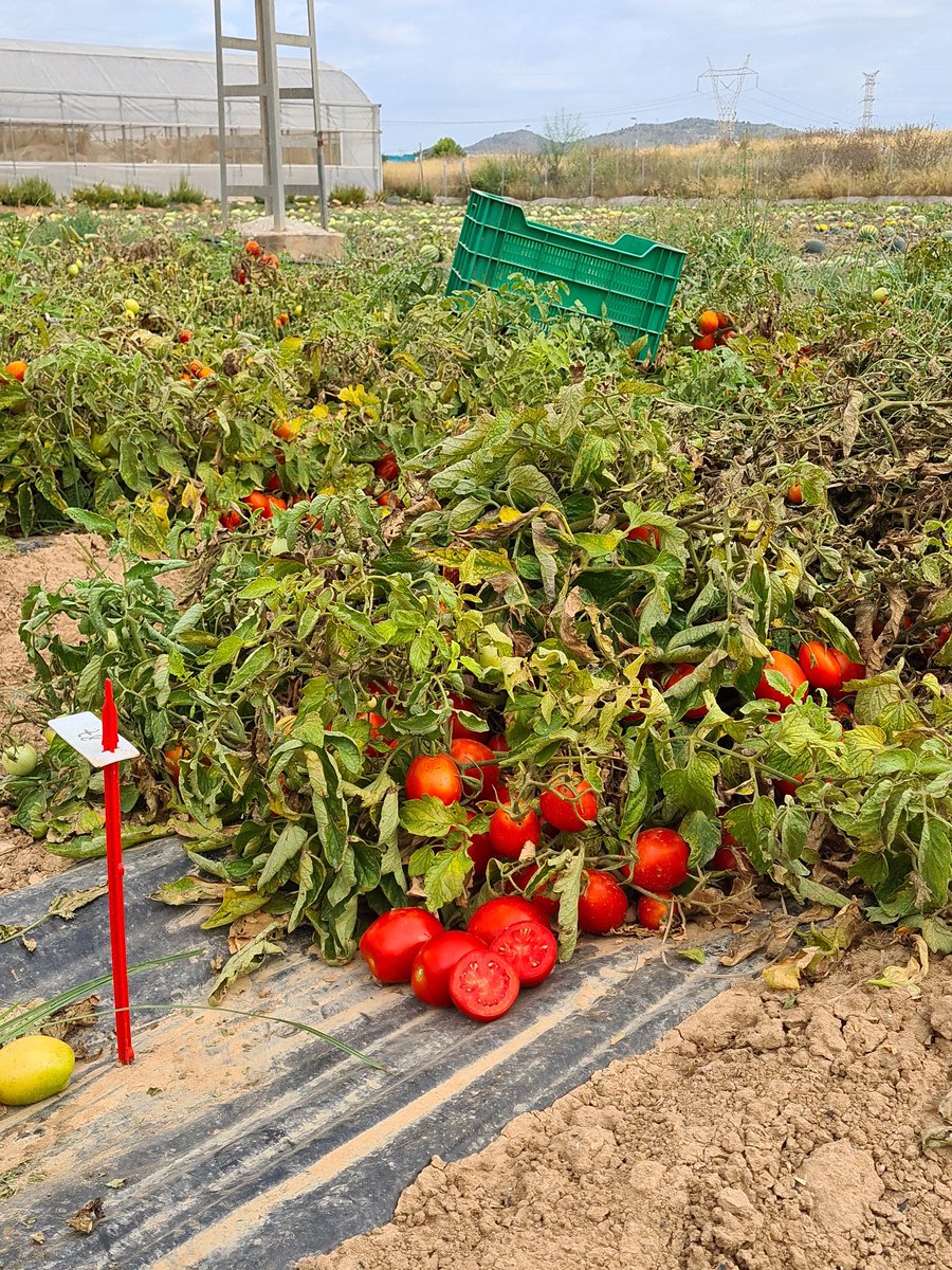 Intersemillas (@Intersemillas2) | Twitter