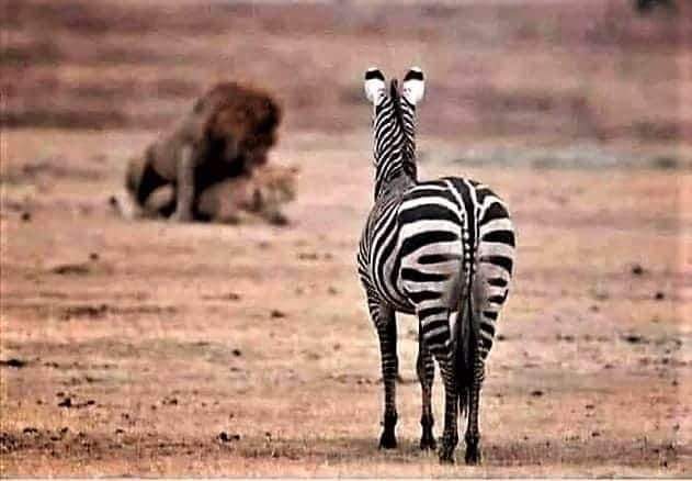 Lion Mating With Zebra