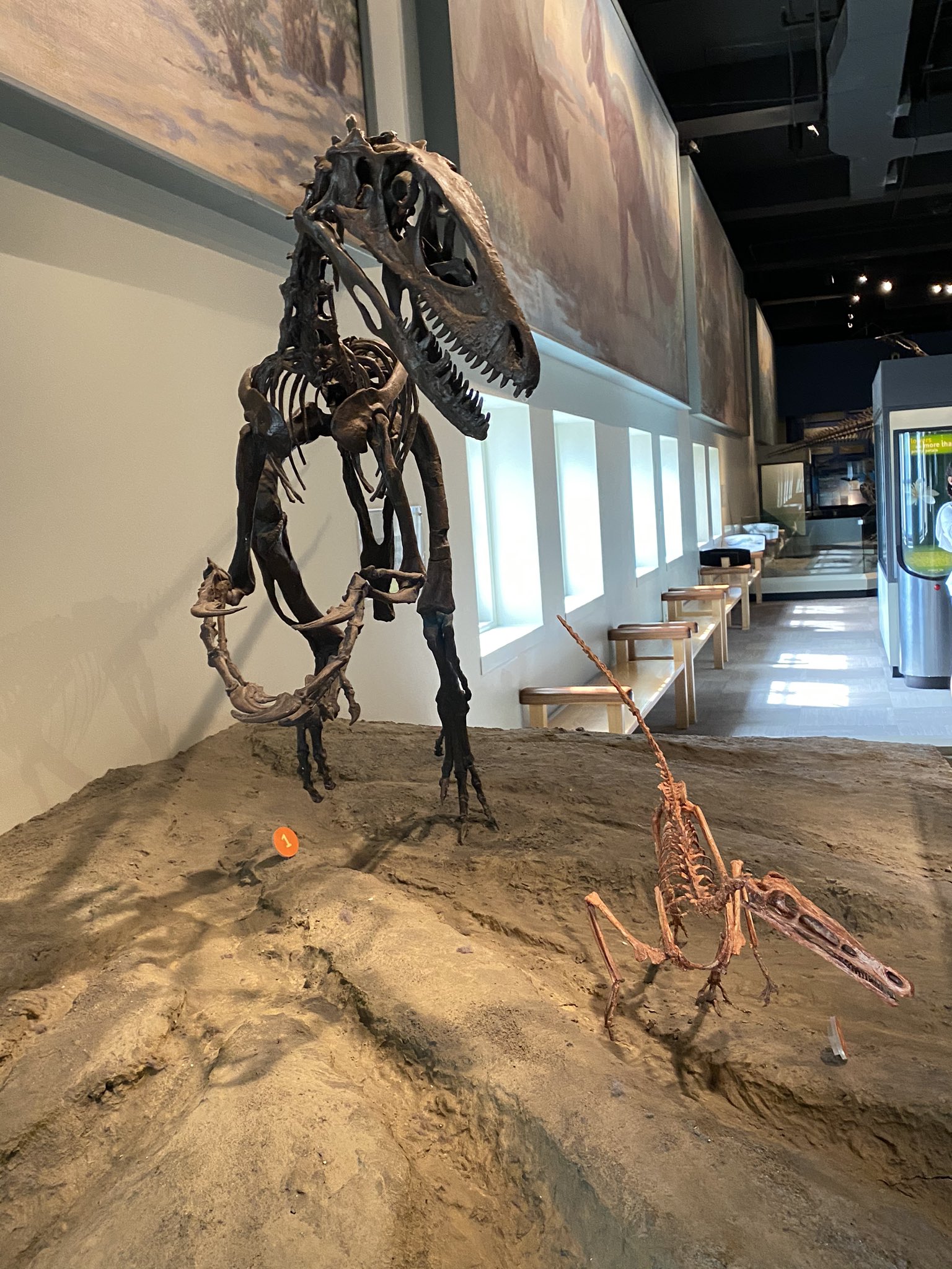 Buitreraptor Skeleton