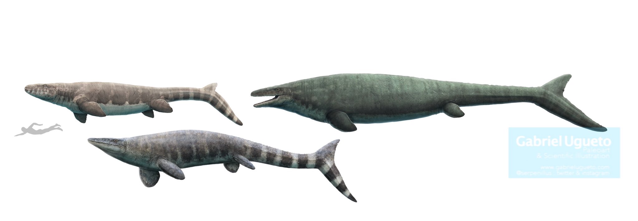 Giant Mosasaurs