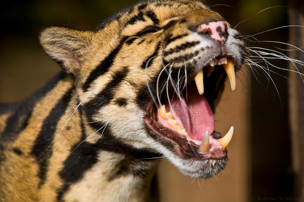 Clouded Leopard Teeth