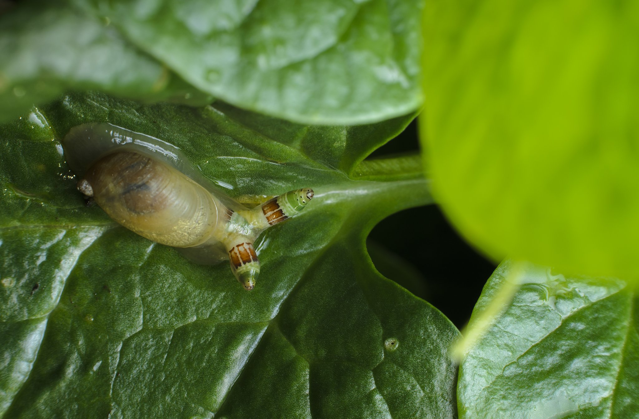 Snail Eye Parasite