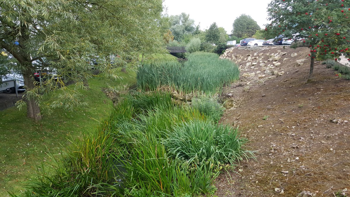 Water treatment plants - effective mechanical aquatic vegetation ...