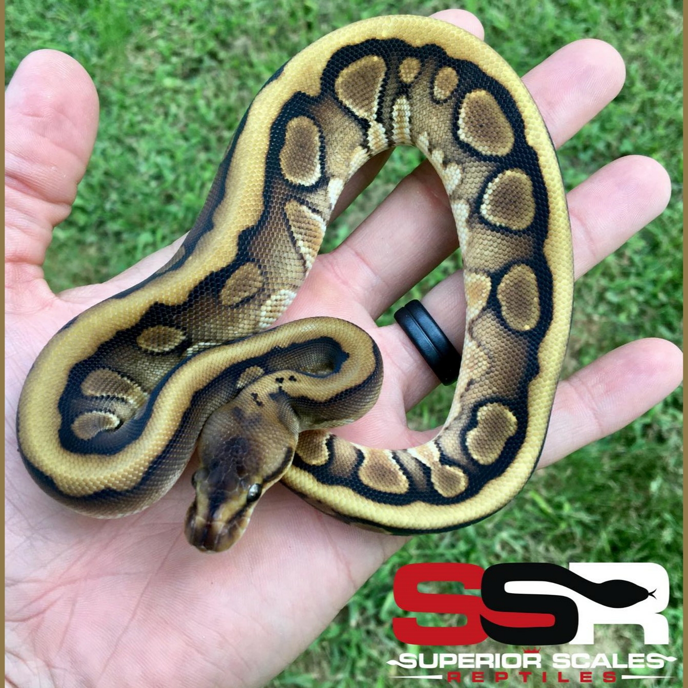 Hidden Gene Woma Ball Python
