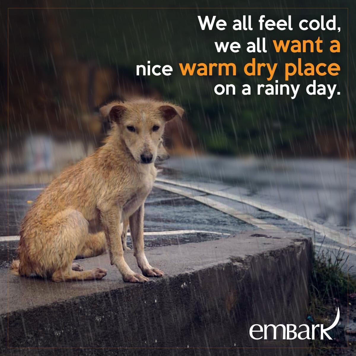 Sad Dogs In The Rain