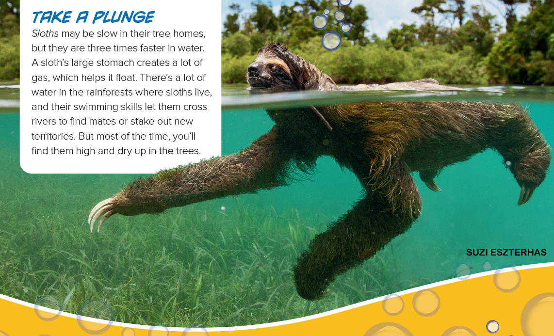 Three Toed Sloth Swimming